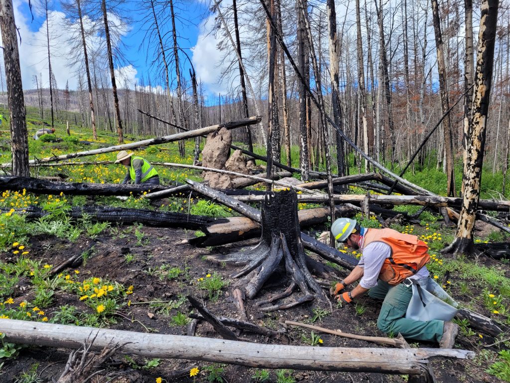 Volunteers help with Muddy Slide Fire reforestation efforts ...
